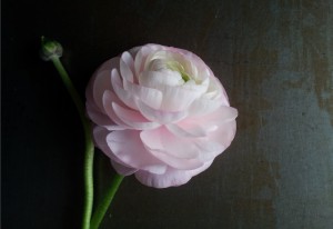 Blog | Page 4 of 8 | Wild Rubus | Wedding Florist | Kent and Sussex