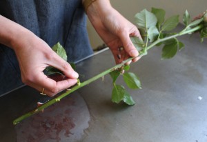How to Condition Cut Flowers | Wild Rubus